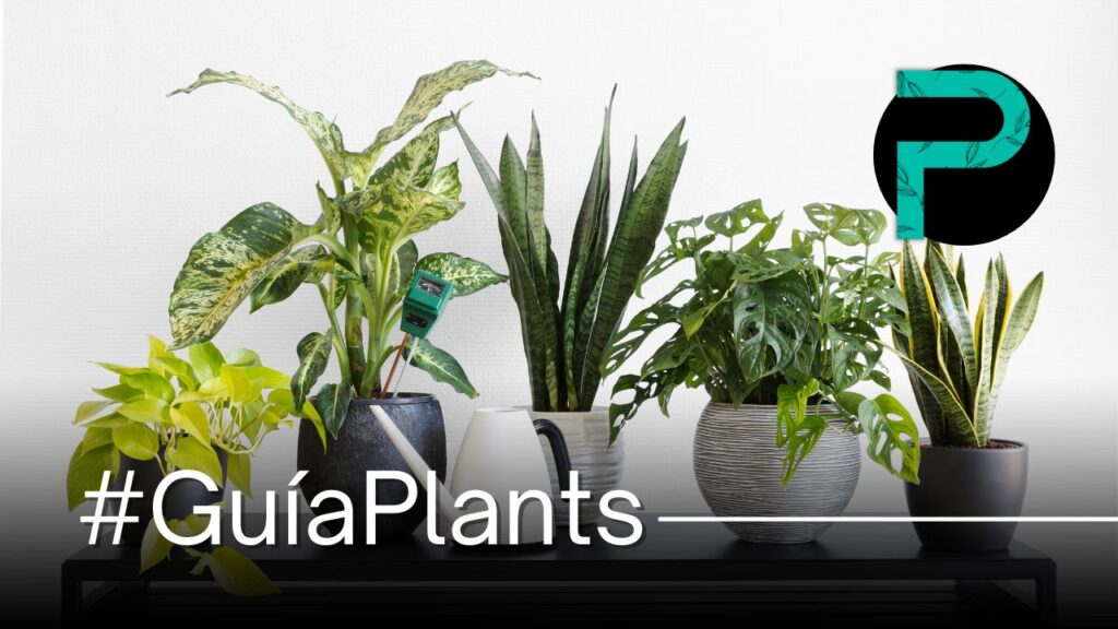 Guía Básica para el Cuidado de Plantas de Sombra en Interiores - Plants