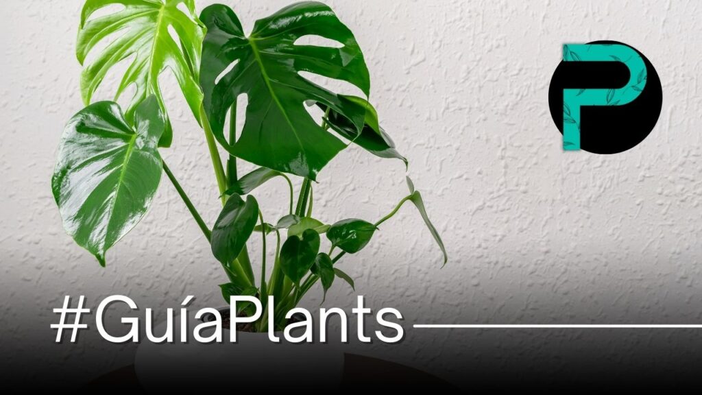 Guía Básica para el Cuidado de la Monstera Deliciosa en Interiores - Plants