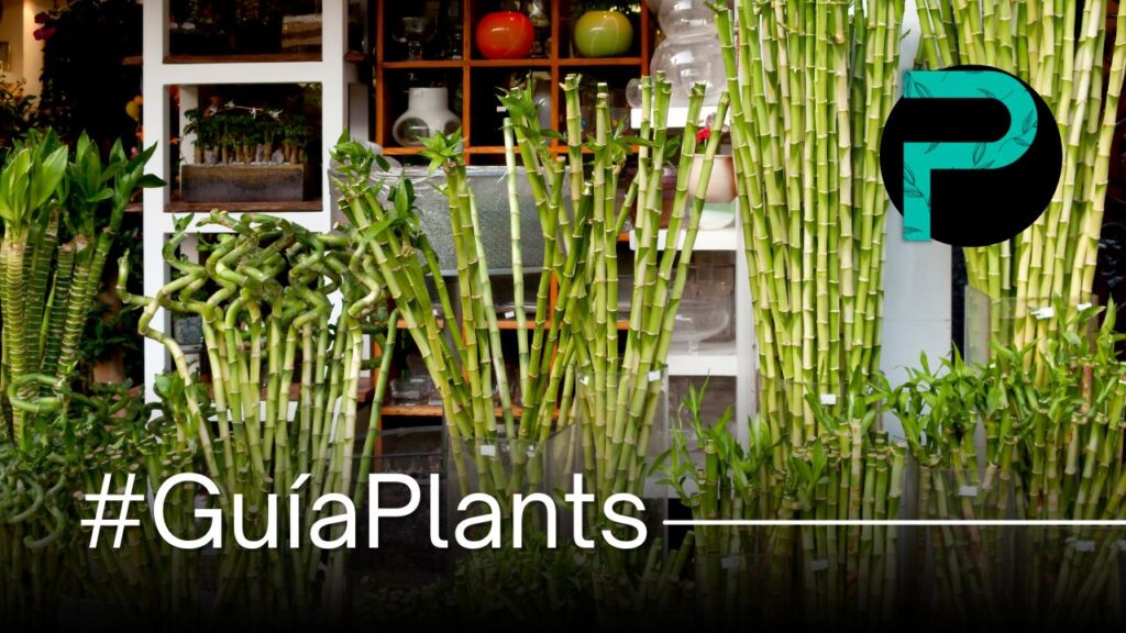 Guía Básica para el Cuidado del Bambú de la Suerte en Interiores - Plants