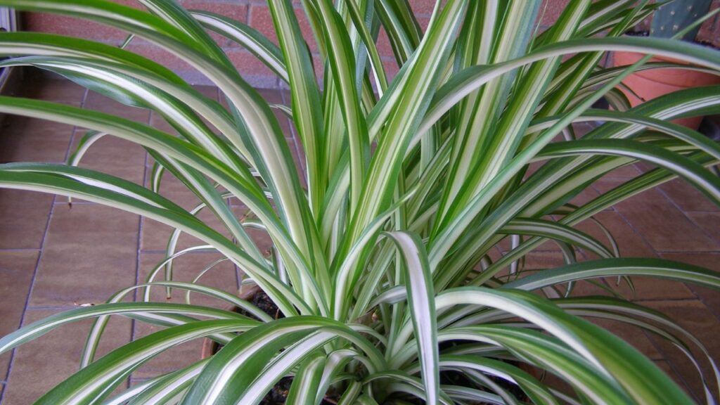 Plants Digital - Plants